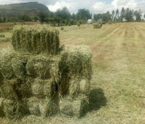 Boma Rhodes Hay For Sale - Farmers Market Kenya
