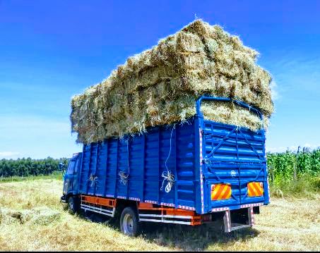 Boma Rhodes Hay For Sale - Farmers Market Kenya