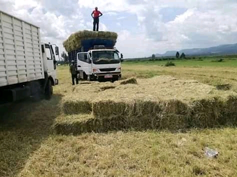 Boma Rhodes Hay For Sale - Farmers Market Kenya