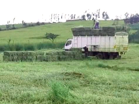 Boma Rhodes Hay For Sale - Farmers Market Kenya