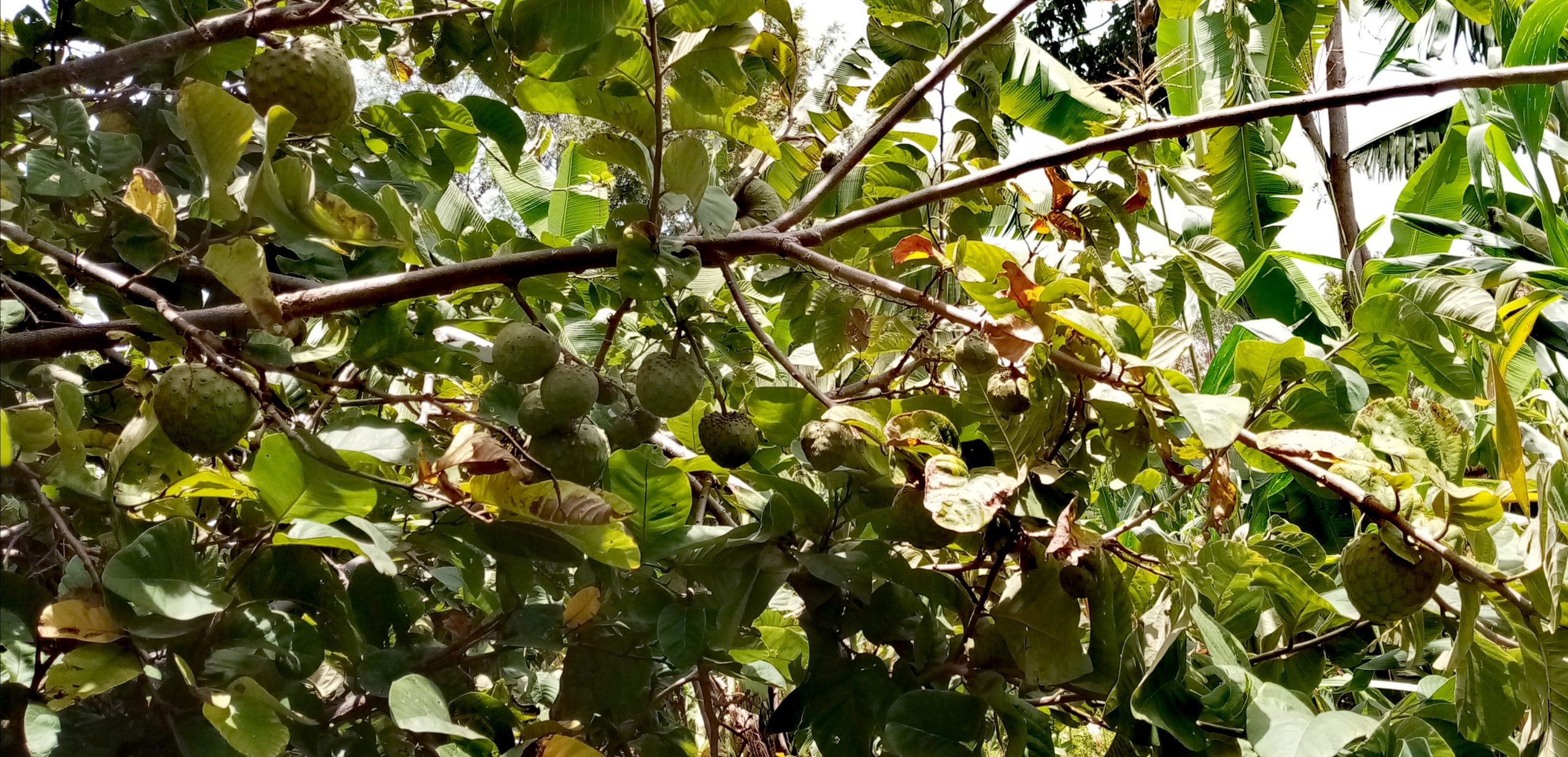 Matomoko - Farmers Market Kenya