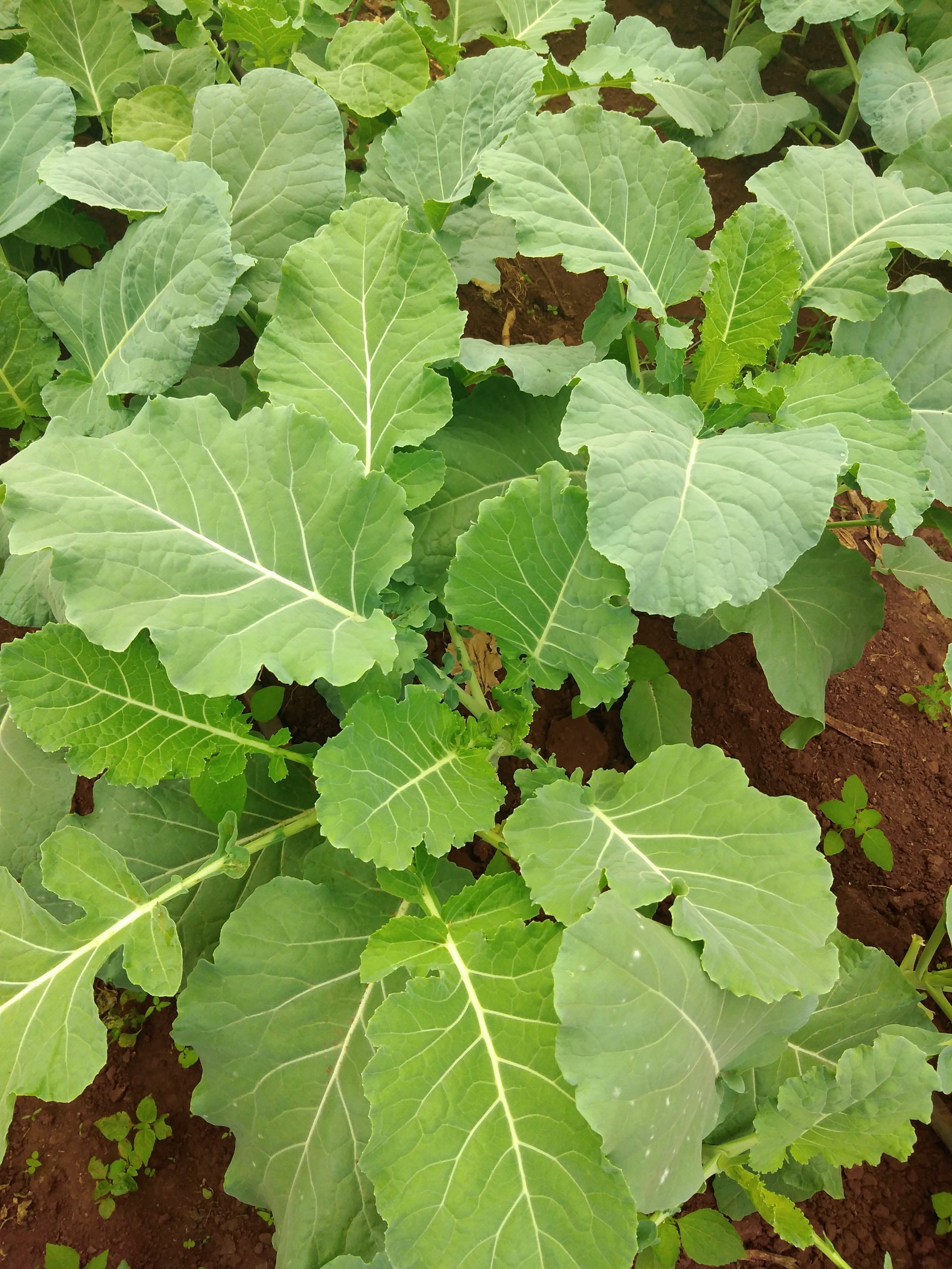 Sukuma Wiki – Farmers Market Kenya