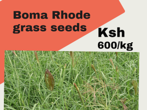 Farmers Market Kenya – A digital marketplace for farmers.