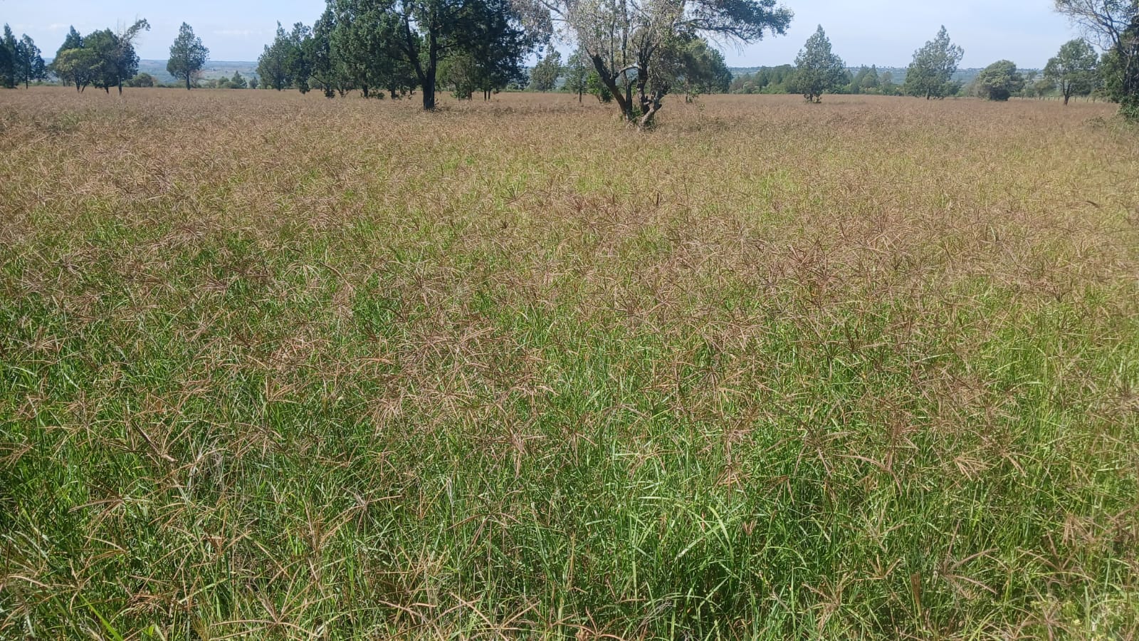 Boma Rhodes Hay – Farmers Market Kenya